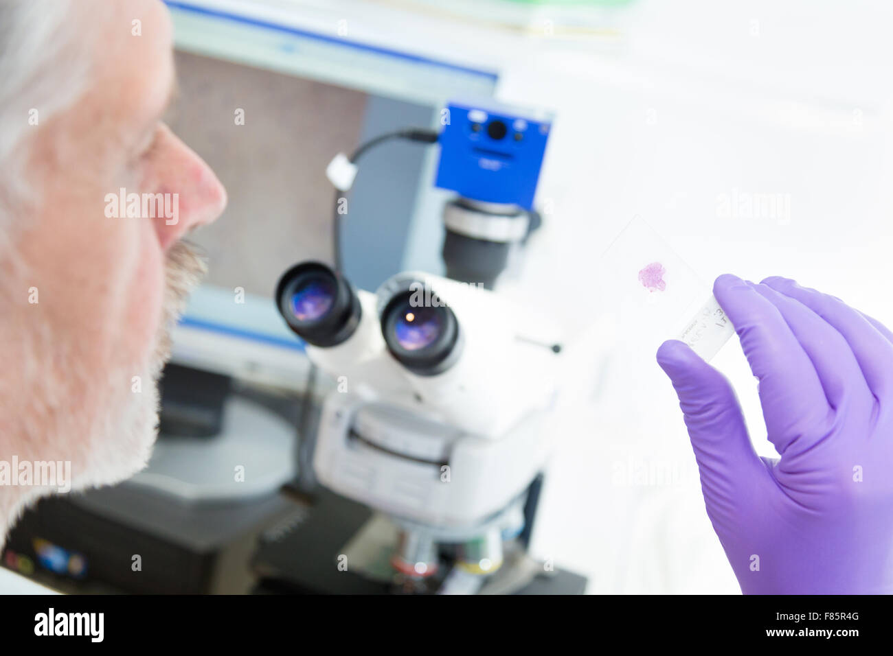 Senior scientist microscoping in lab Stock Photo - Alamy