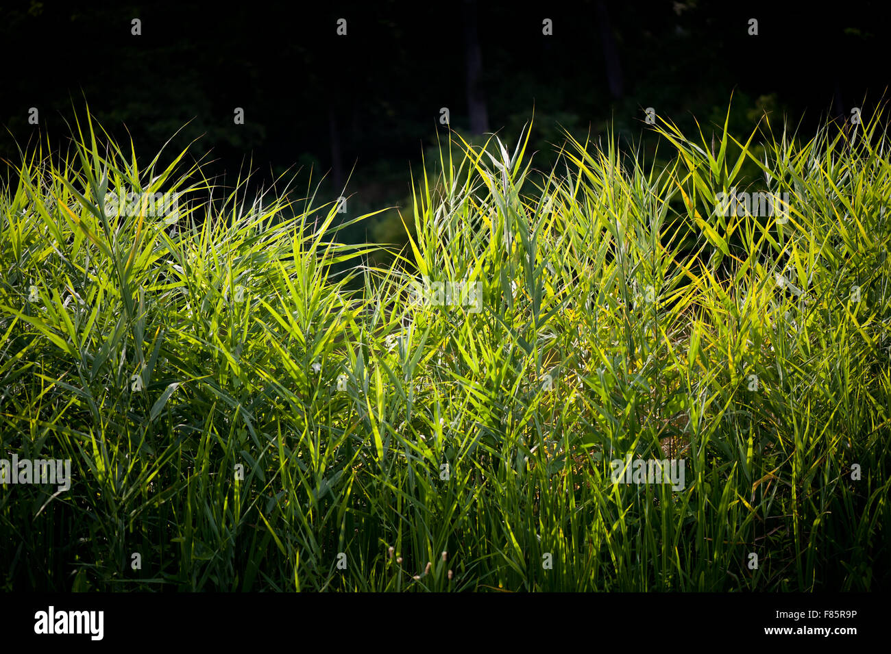 Water reeds growing plants hi-res stock photography and images - Alamy