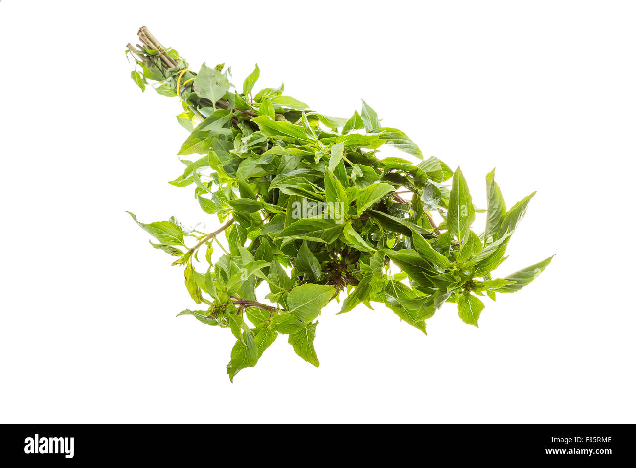 Pepper mint isolated on white background Stock Photo - Alamy