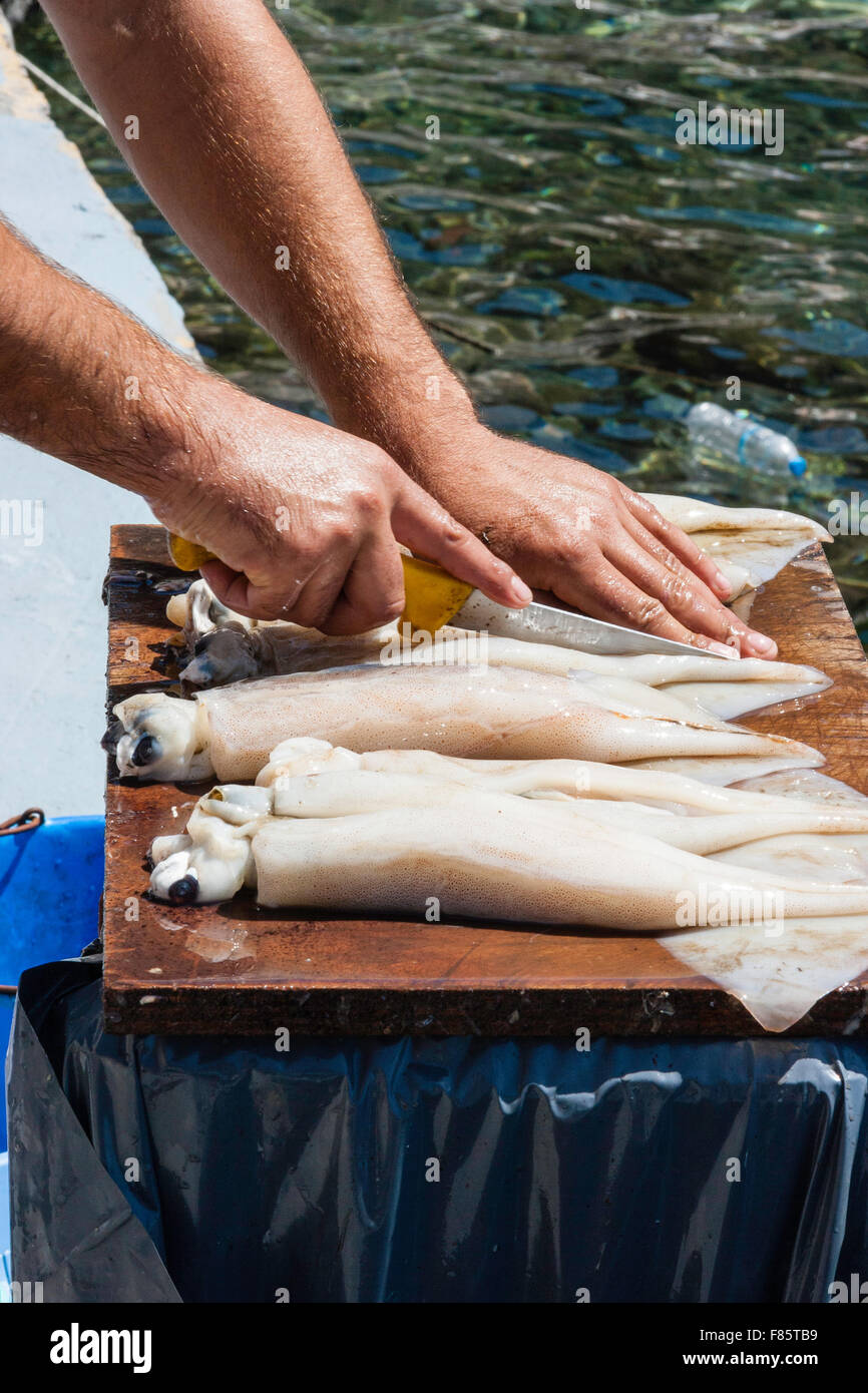 Santorini. Close up of man's hands holding squid while cutting and ...