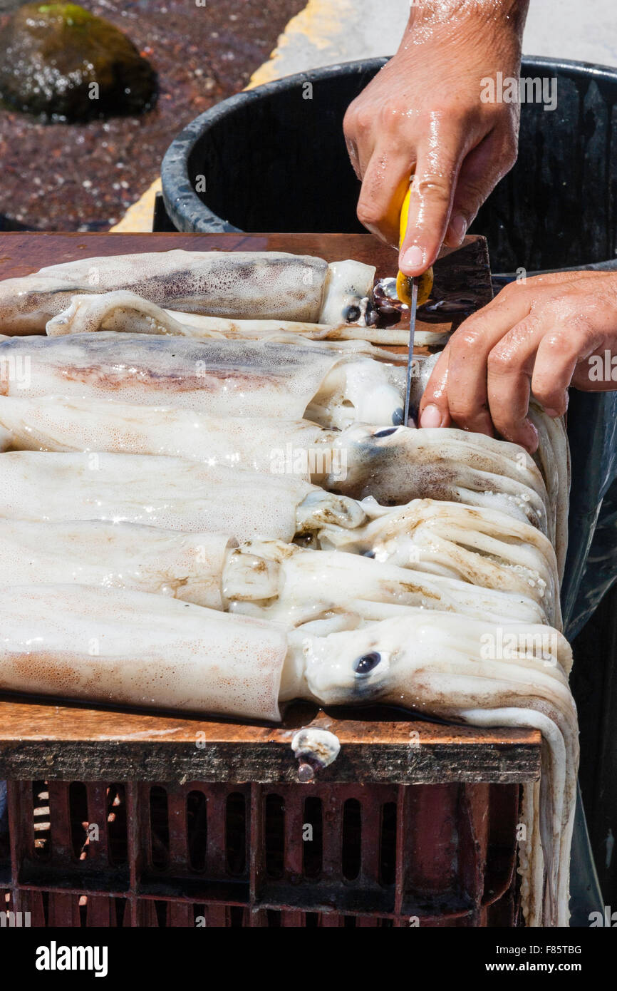 Gutting squid hi-res stock photography and images - Alamy