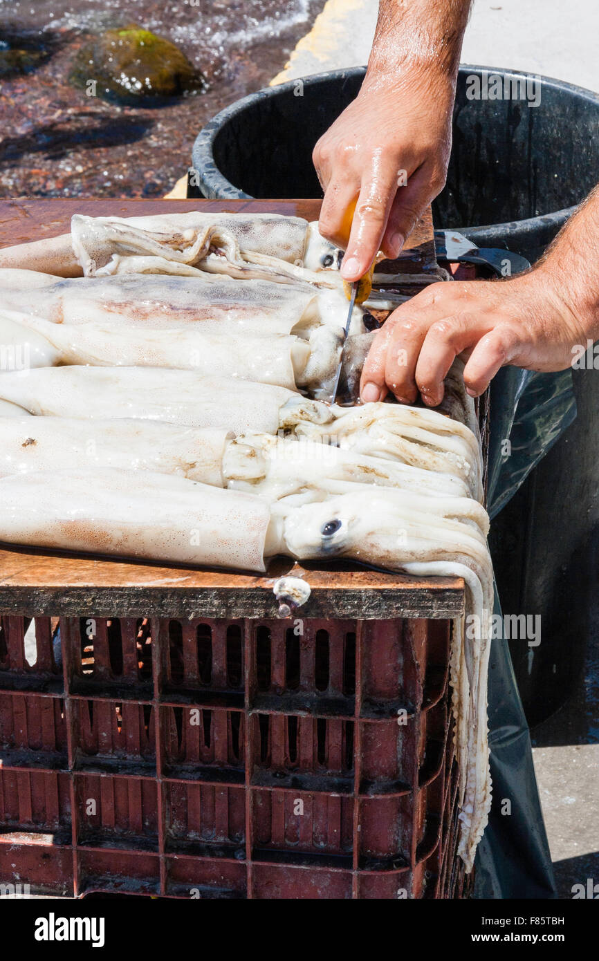 Gutting squid hi-res stock photography and images - Alamy