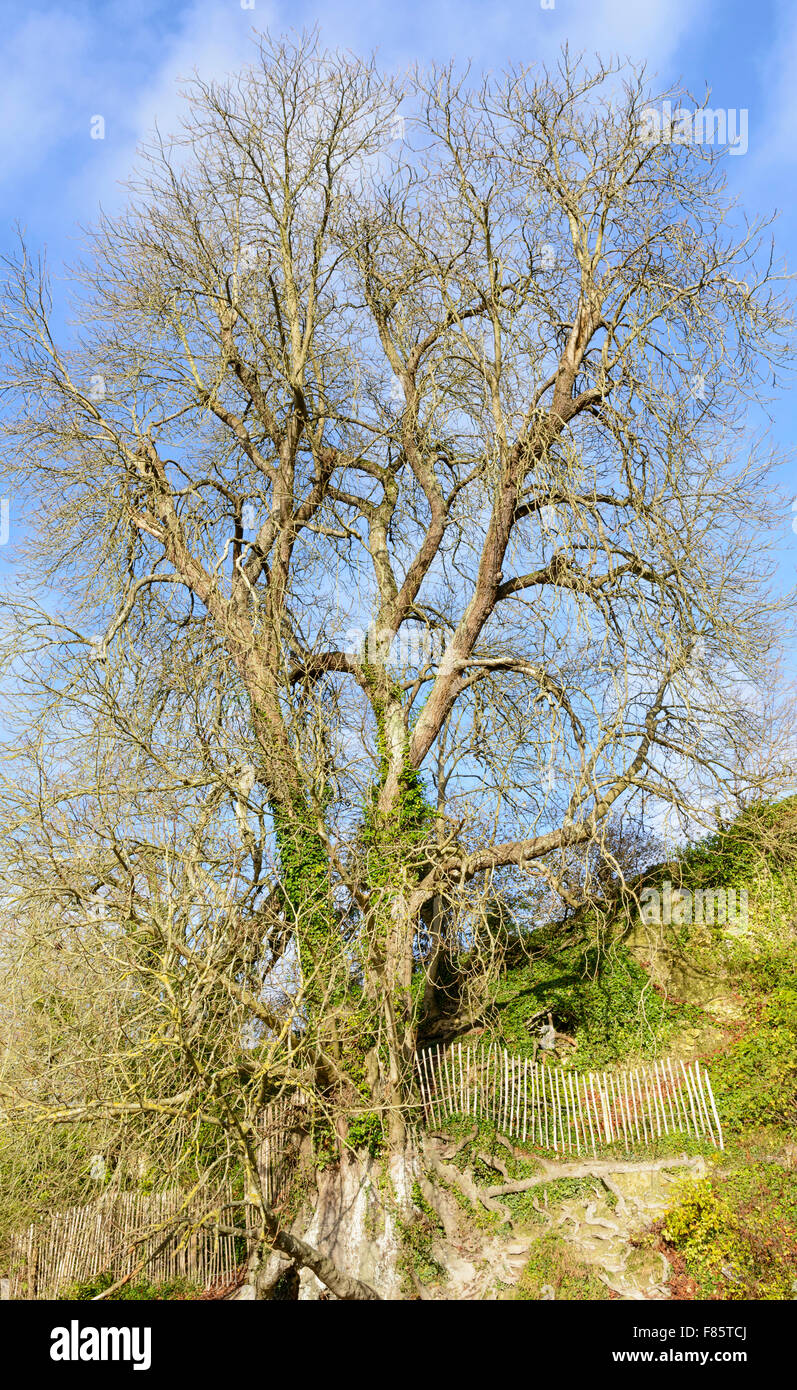 Large leafless tree in Winter with roots exposed, with a background of ...