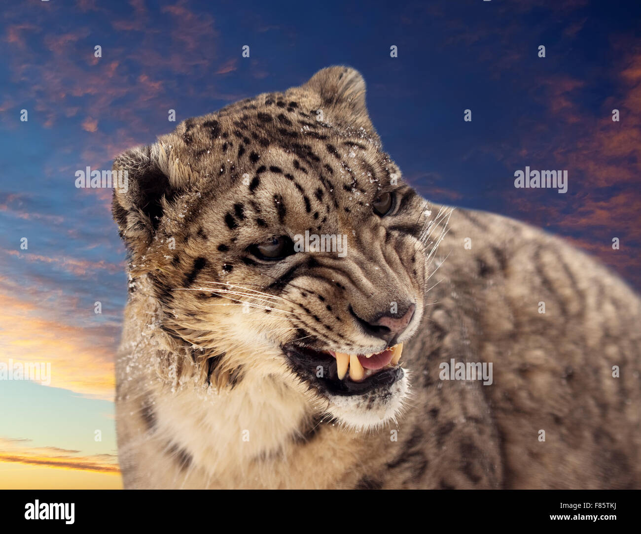 Head of Snow leopard against sunset sky Stock Photo - Alamy