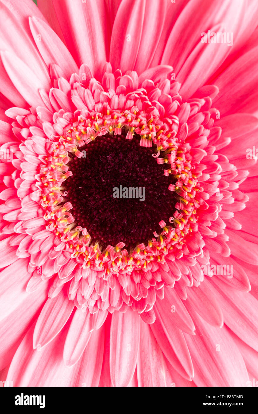 Pink hi-res stock photography and images - Alamy