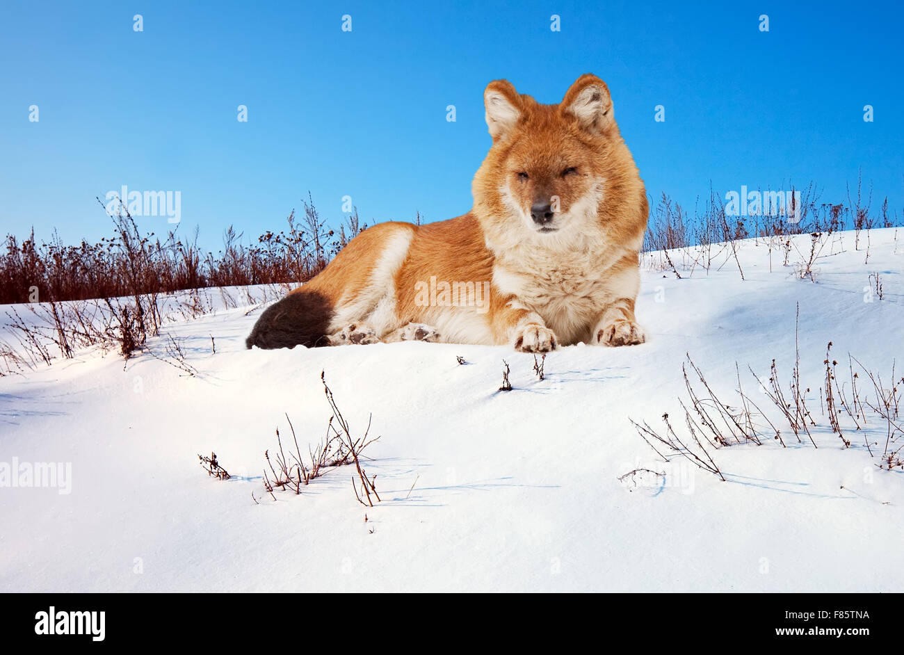 Indian wild dog hi-res stock photography and images - Alamy