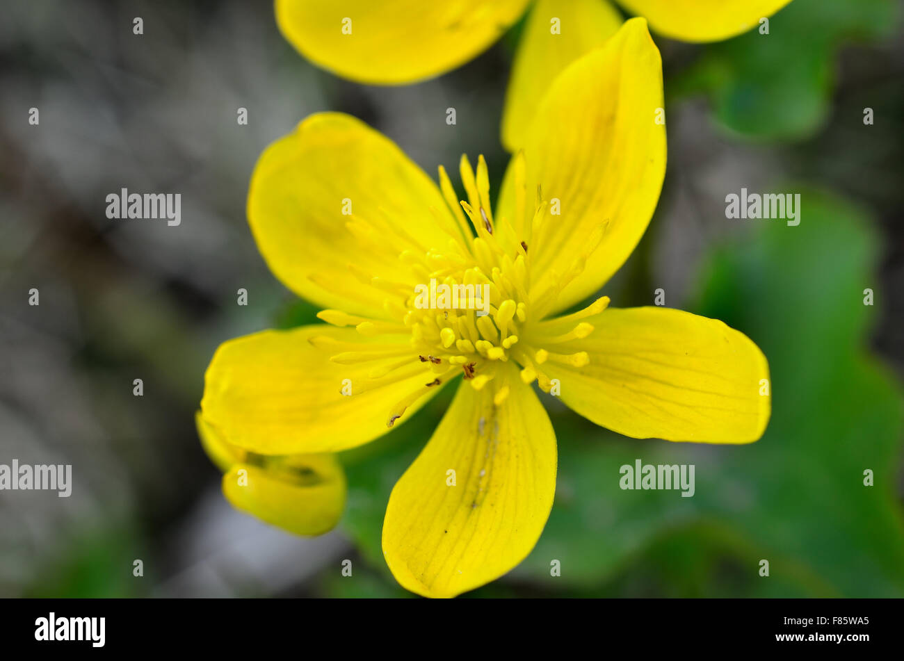 beautiful buttercup flower in summer wilderness Stock Photo - Alamy