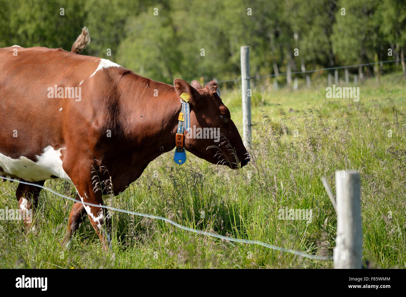 cow grazing on summer field Stock Photo - Alamy