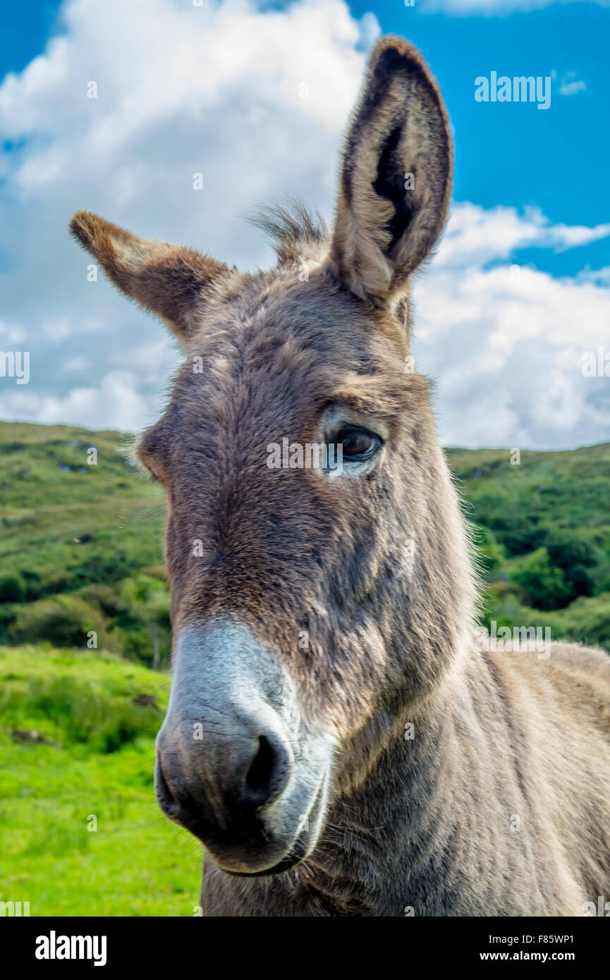 Free range donkey hi-res stock photography and images - Alamy