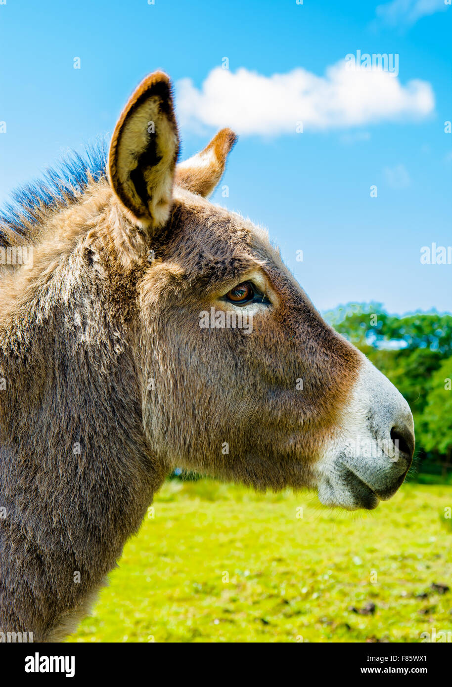 Portrait Of A Curious Donkey Stock Photo - Alamy