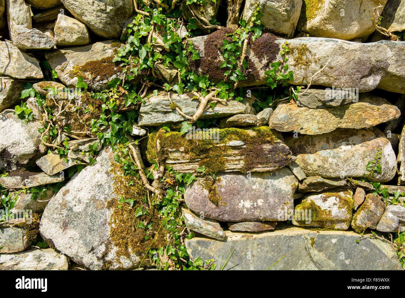 Ancient Stone Wall With Ivy Stock Photo - Alamy
