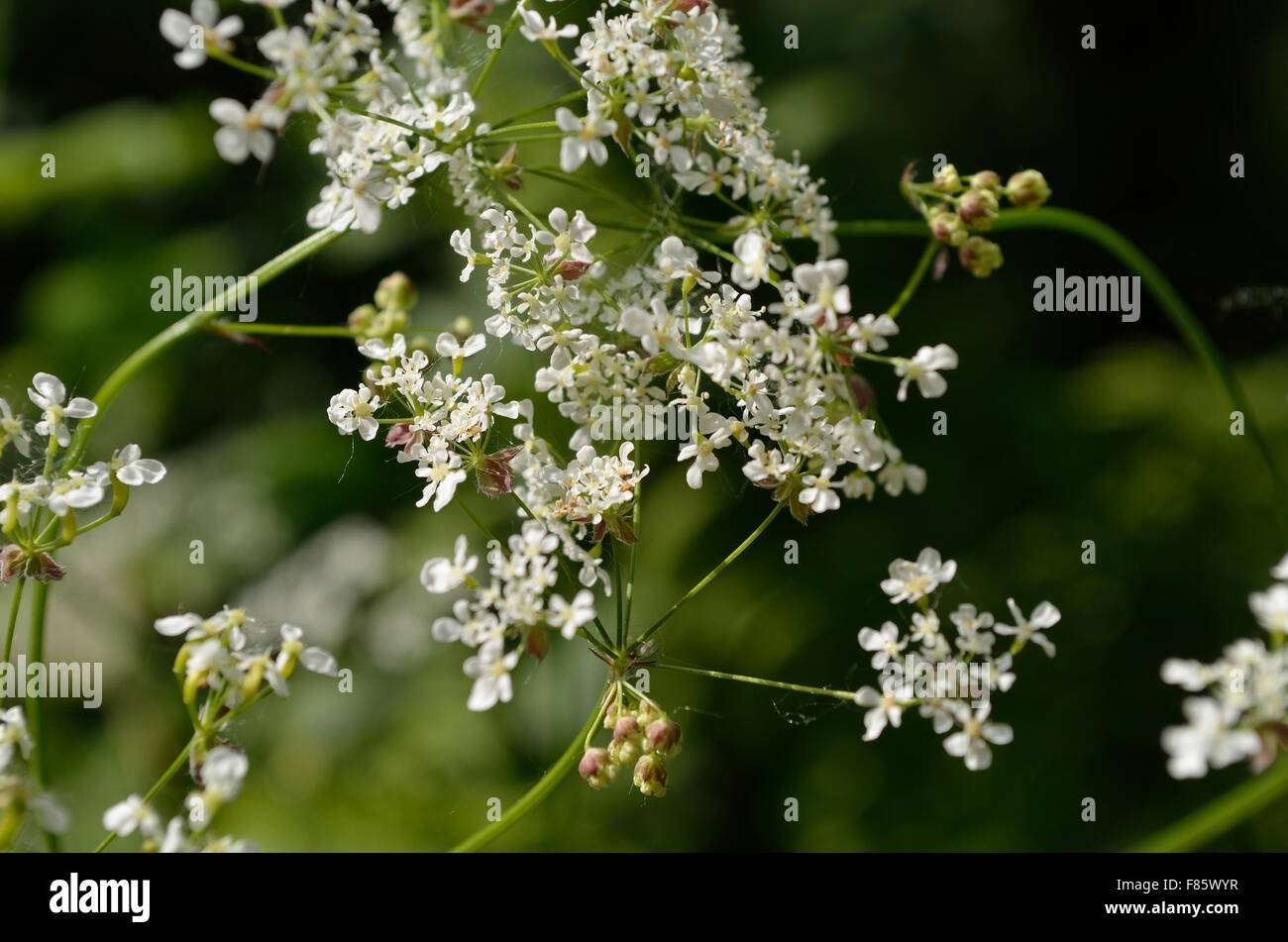 white wildflower in summer forest Stock Photo - Alamy