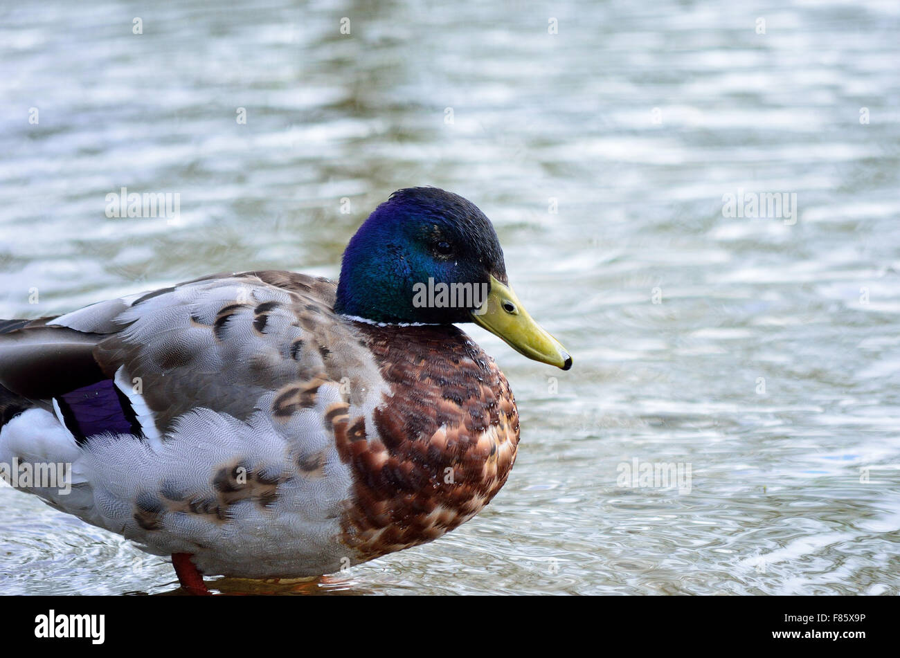 beautiful male mallard duck in pond Stock Photo - Alamy