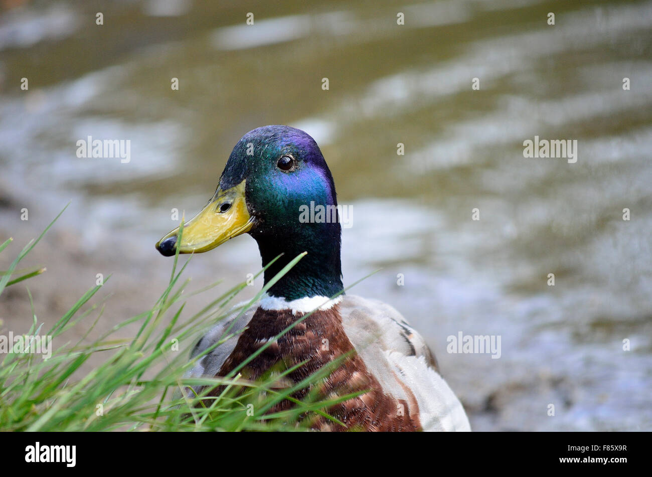 male mallard duck on grassy pond shore close up Stock Photo - Alamy