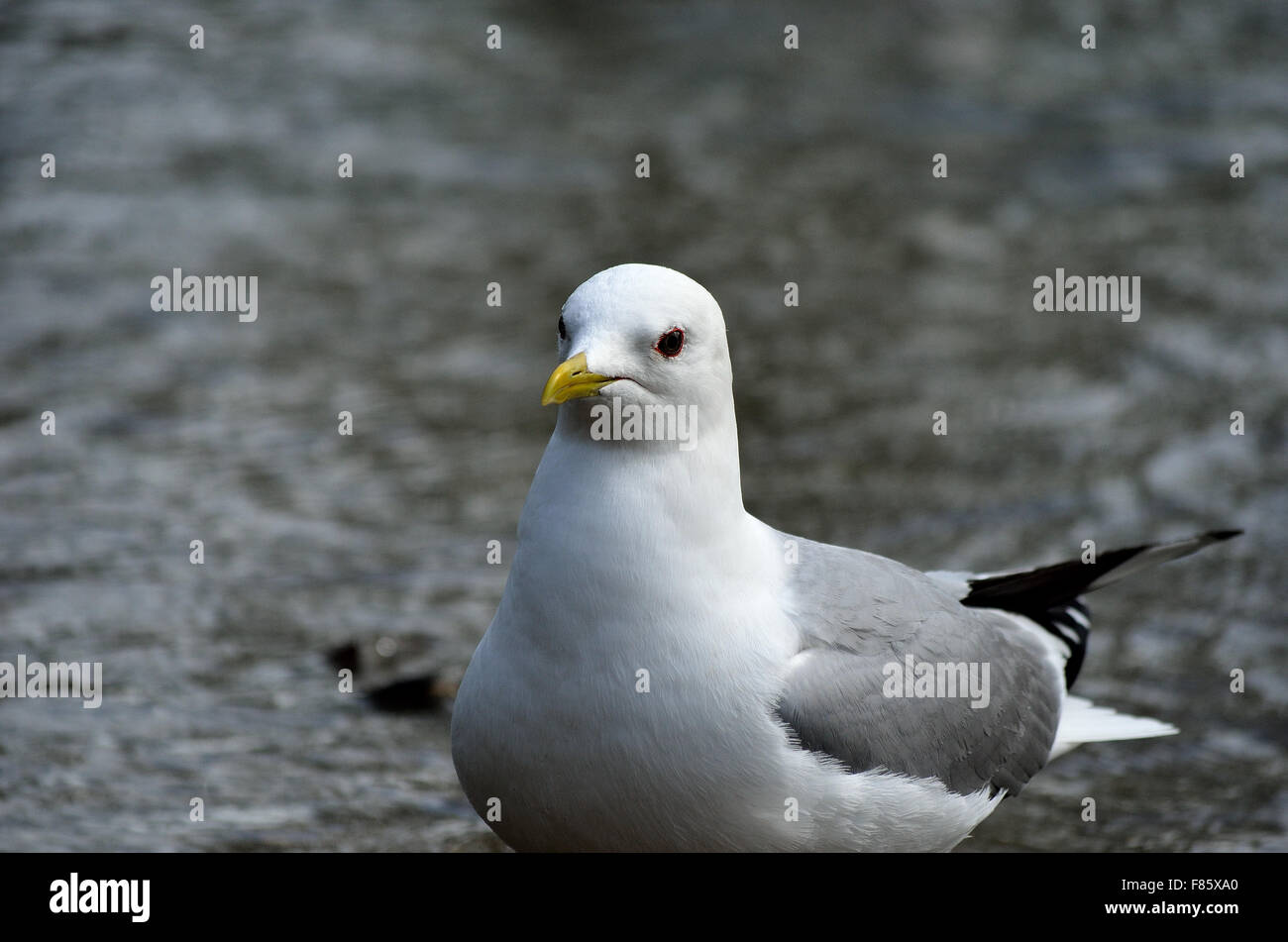 seagull close up in summer Stock Photo - Alamy