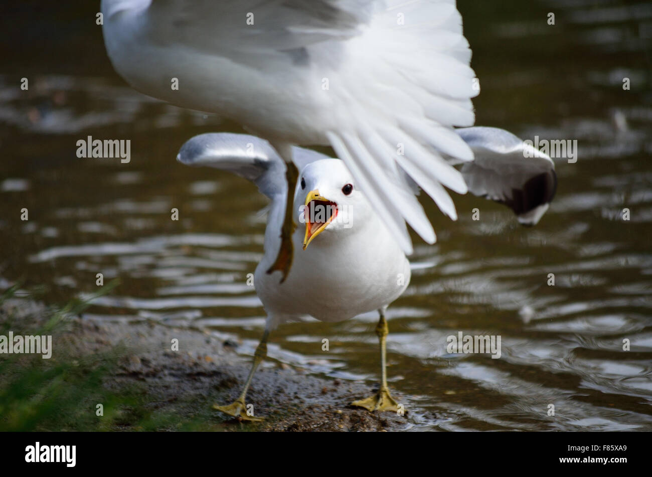seagull fighting and screaming Stock Photo - Alamy