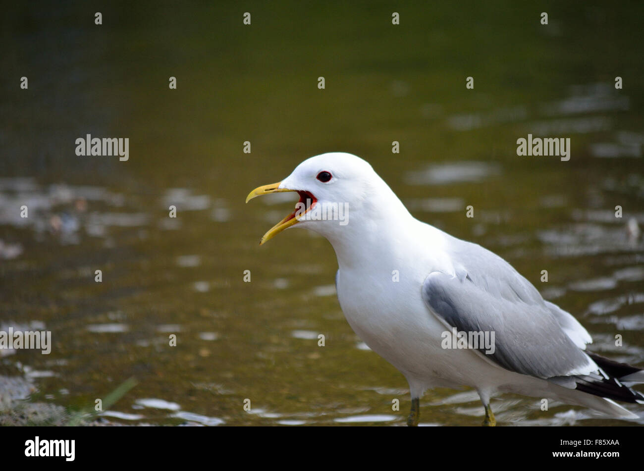 seagull fighting and screaming Stock Photo - Alamy