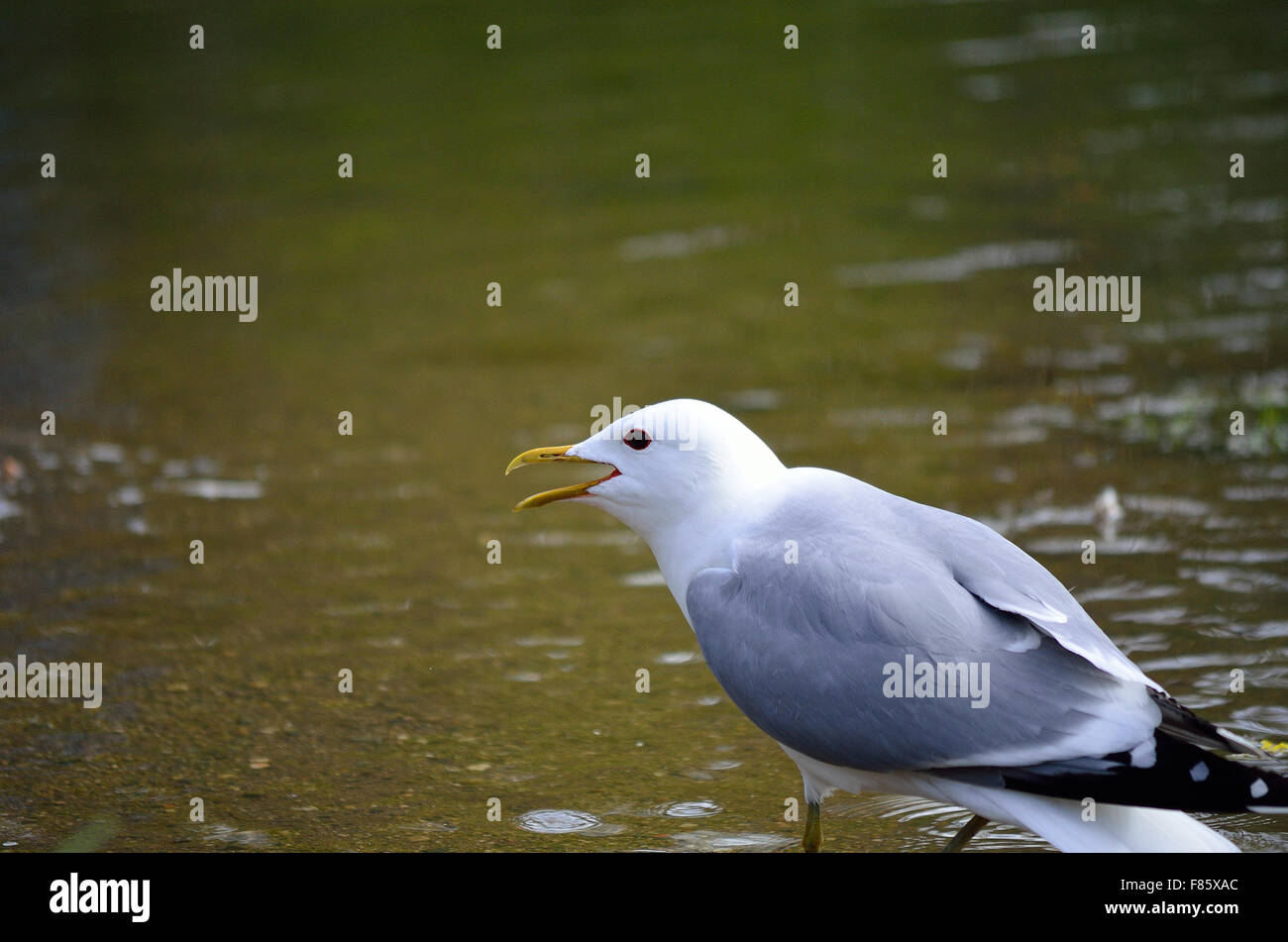 seagull fighting and screaming Stock Photo - Alamy