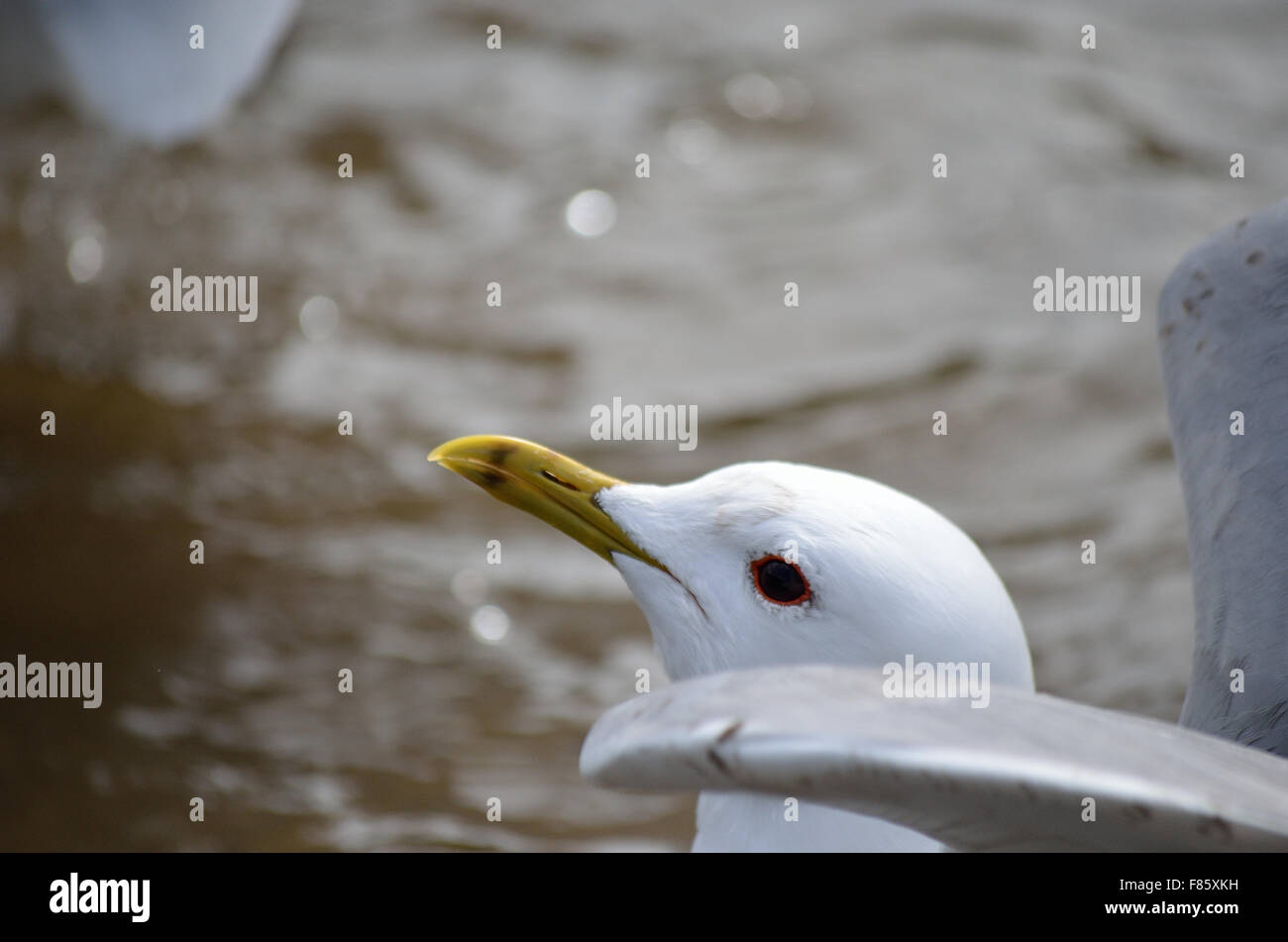 beautiful white seagull close up head photo Stock Photo - Alamy