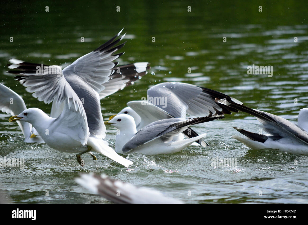 seagull flock fighting for food in water Stock Photo - Alamy