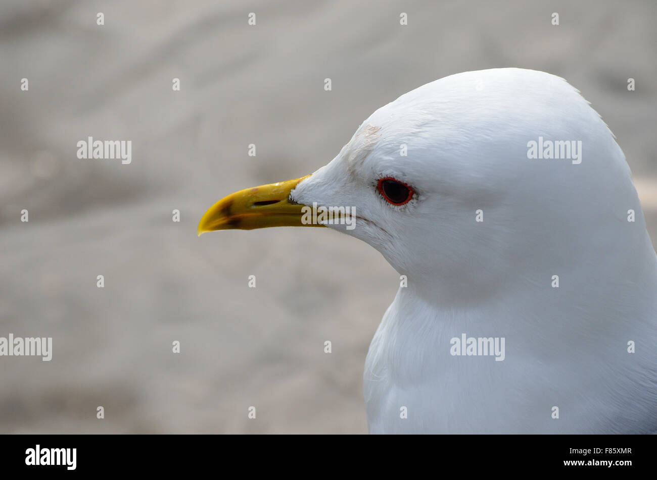 beautiful white seagull close up head photo Stock Photo - Alamy