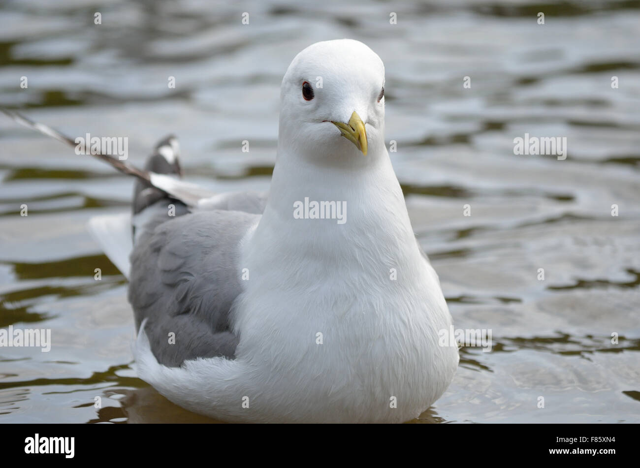 seagull relaxing in summer pond Stock Photo - Alamy