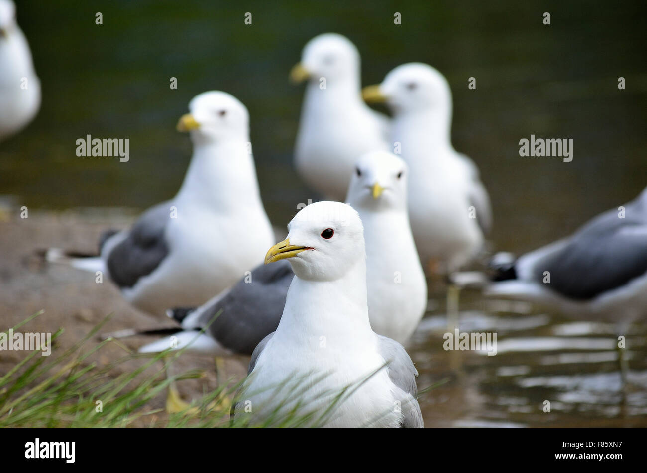 seagulls in summer pond close up Stock Photo - Alamy