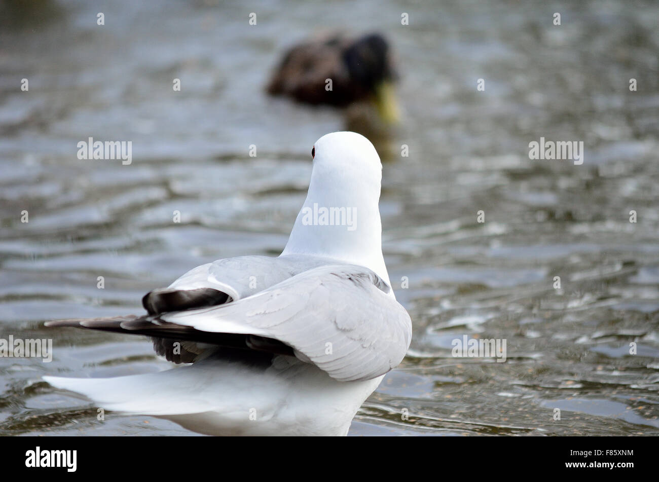 seagull looking out over water Stock Photo - Alamy