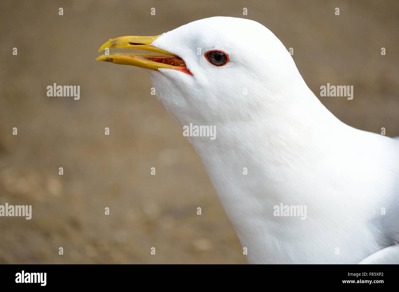 white seagull eating food close up Stock Photo - Alamy