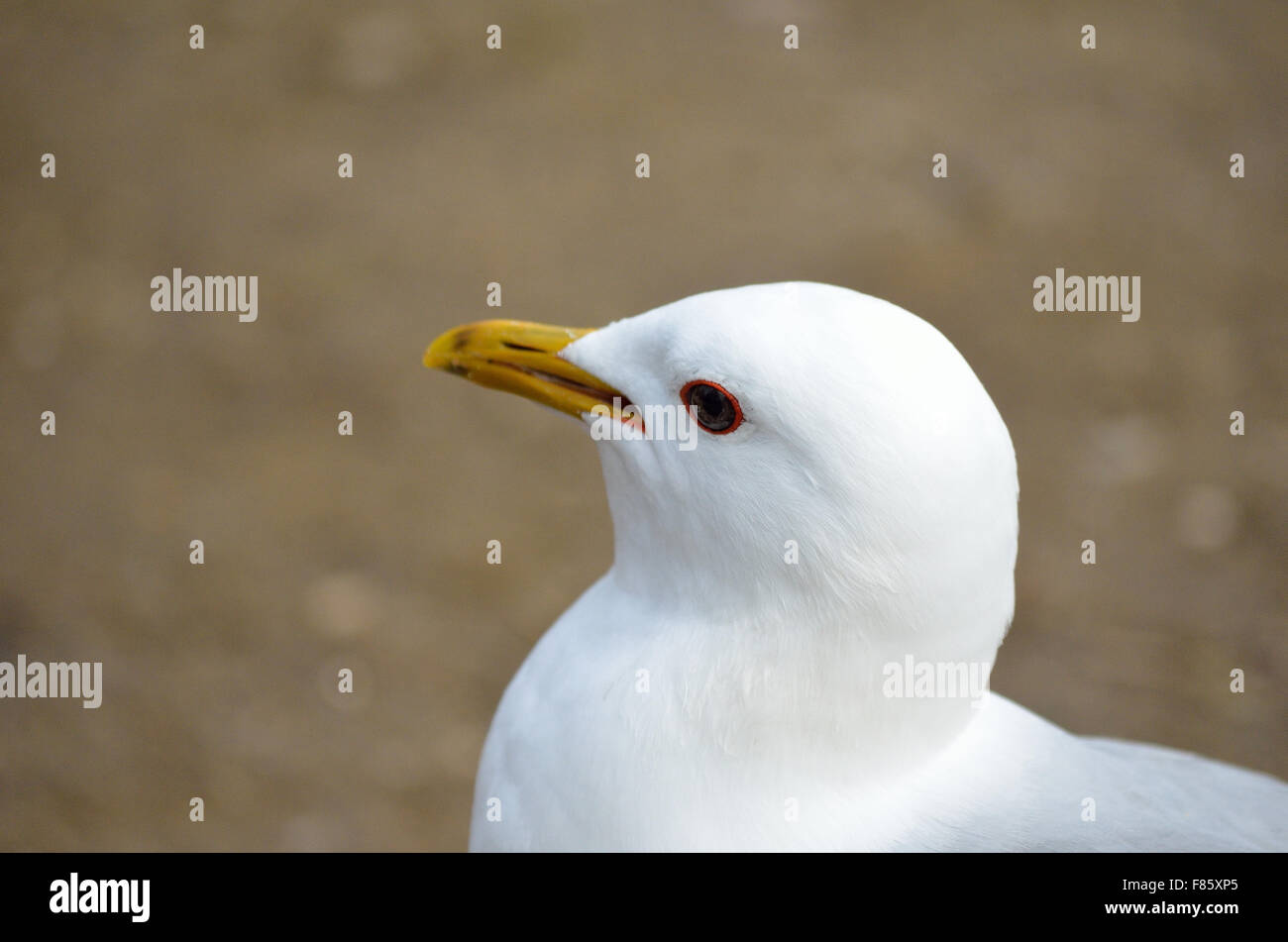 white seagull eating food close up Stock Photo - Alamy
