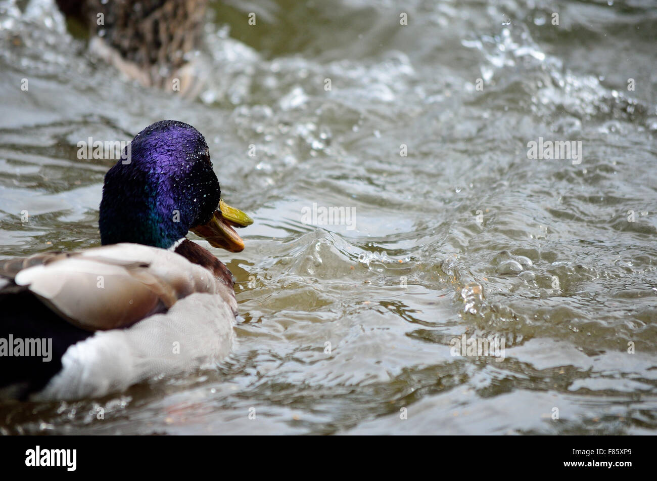 duck screaming in water Stock Photo - Alamy