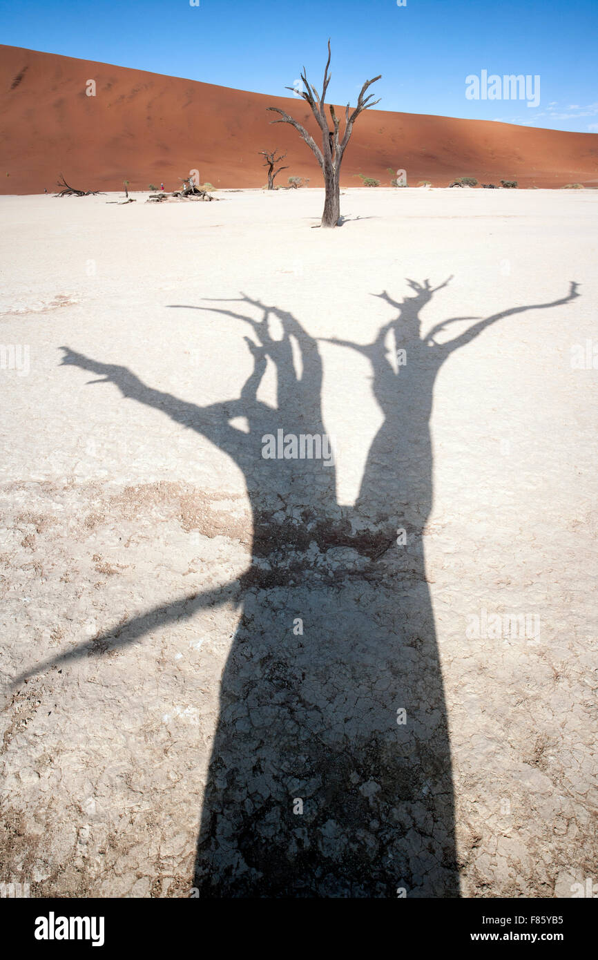 Tree patterns in the shadow hi-res stock photography and images - Alamy