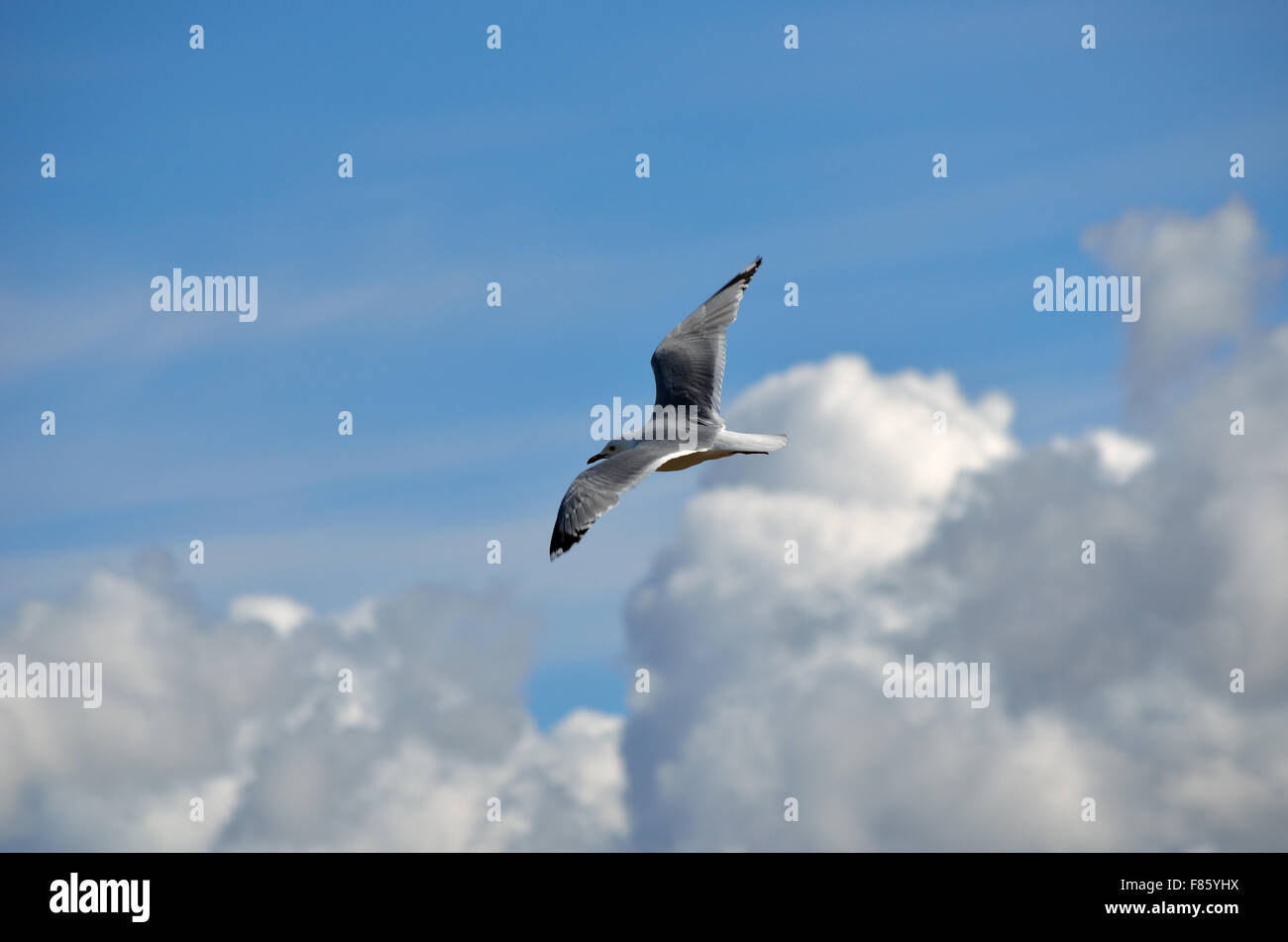 seagull soaring on blue summer sky Stock Photo - Alamy
