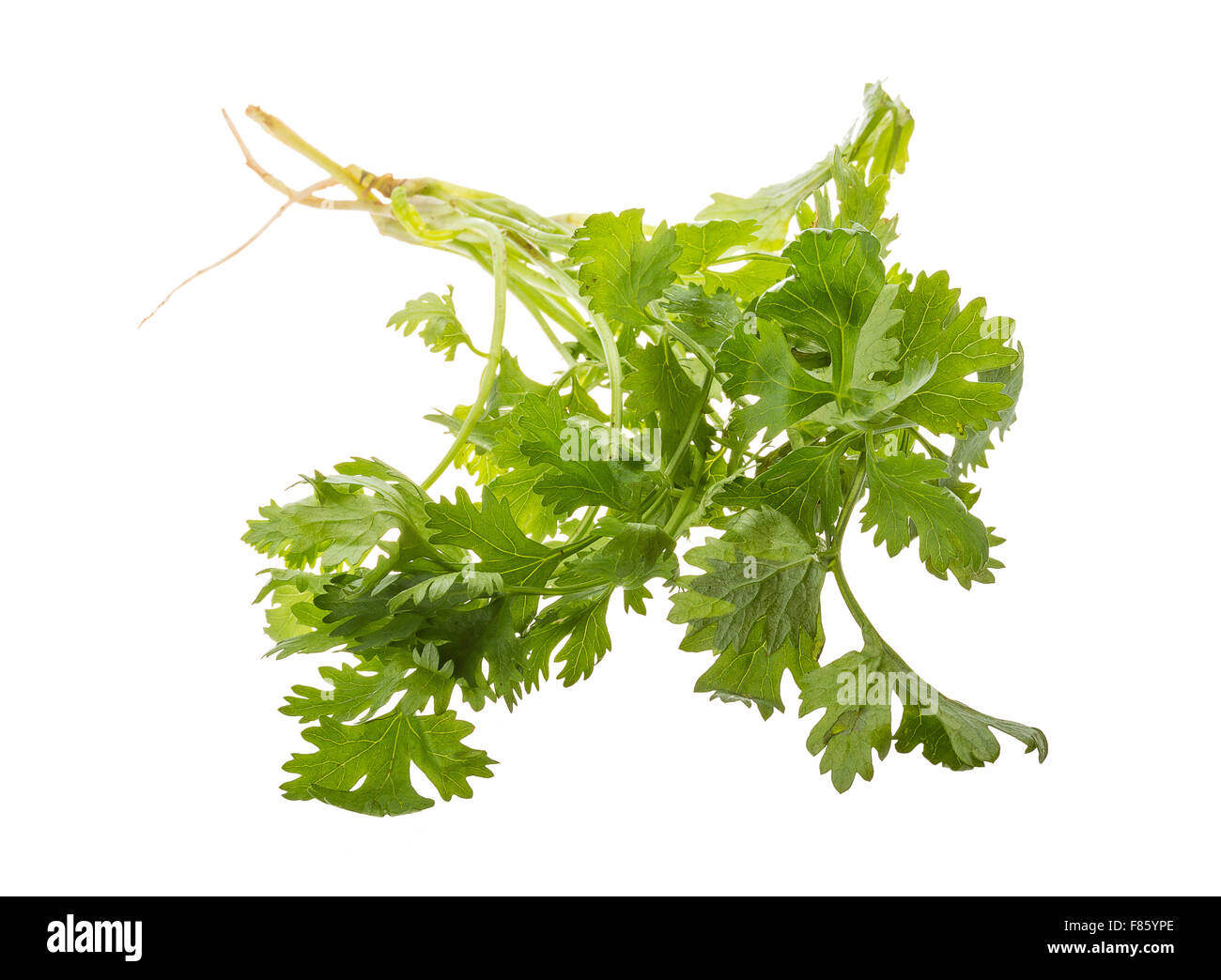 Few fresh coriander branches isolated Stock Photo - Alamy