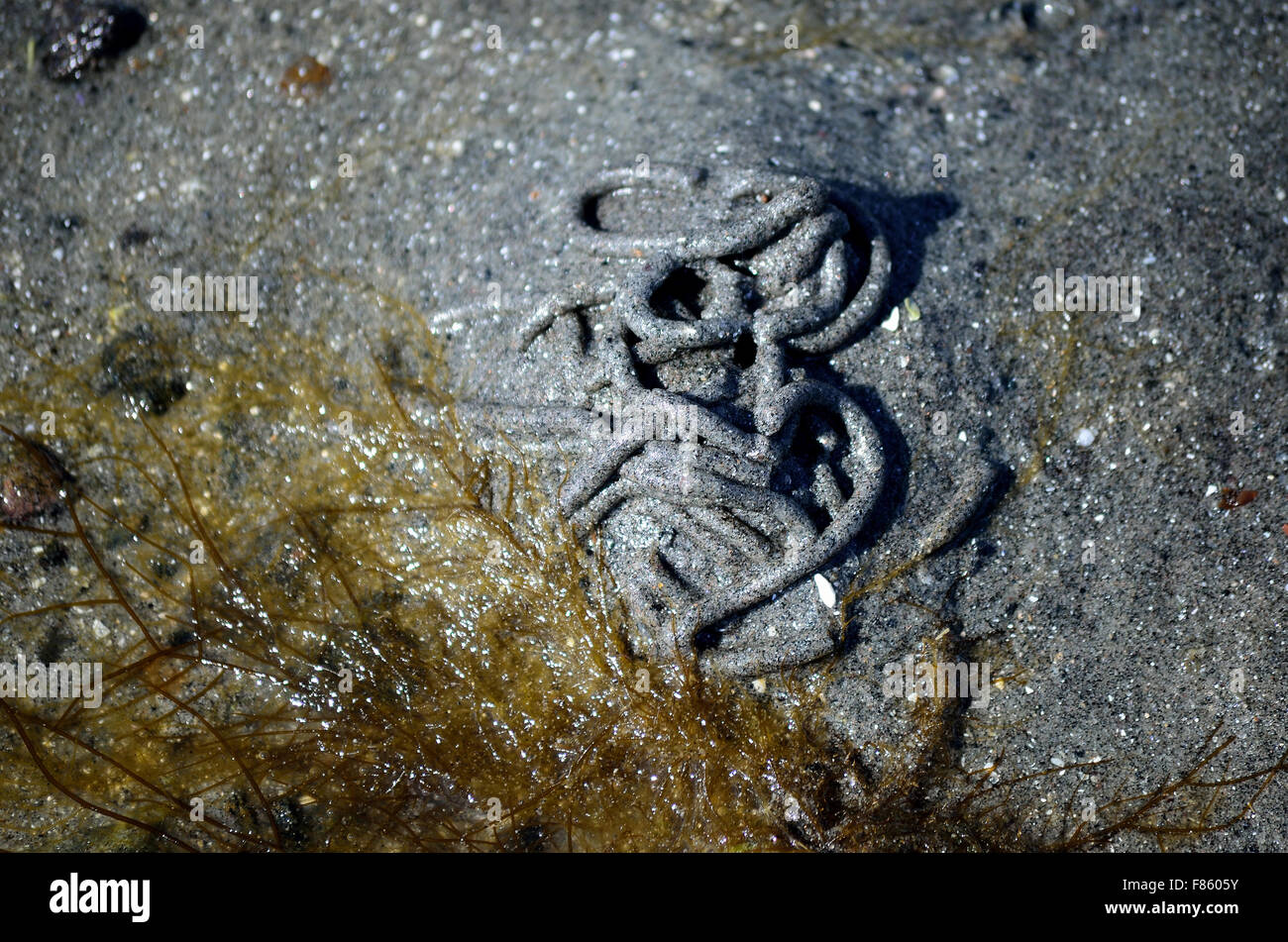 lugworm pile on sandy beach in summer macro Stock Photo - Alamy
