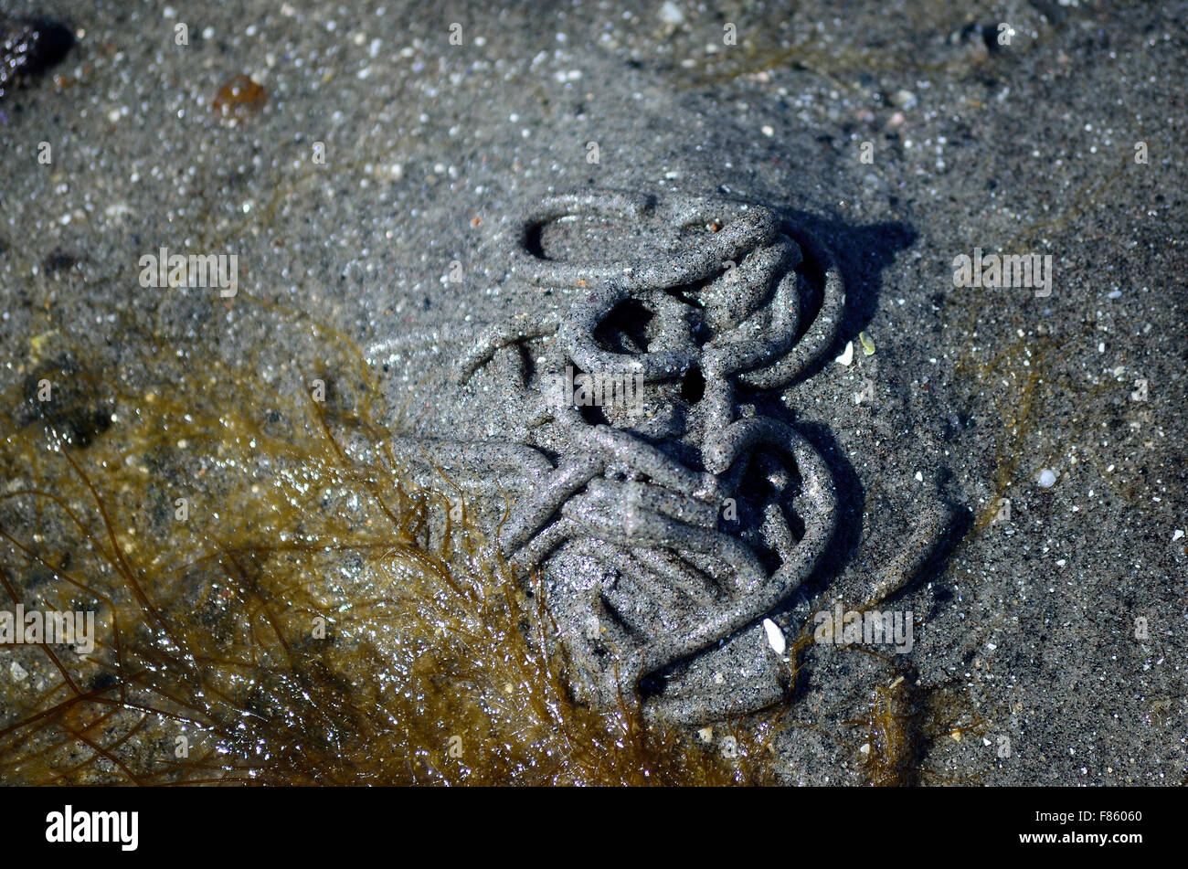 lugworm pile on sandy beach in summer macro Stock Photo - Alamy