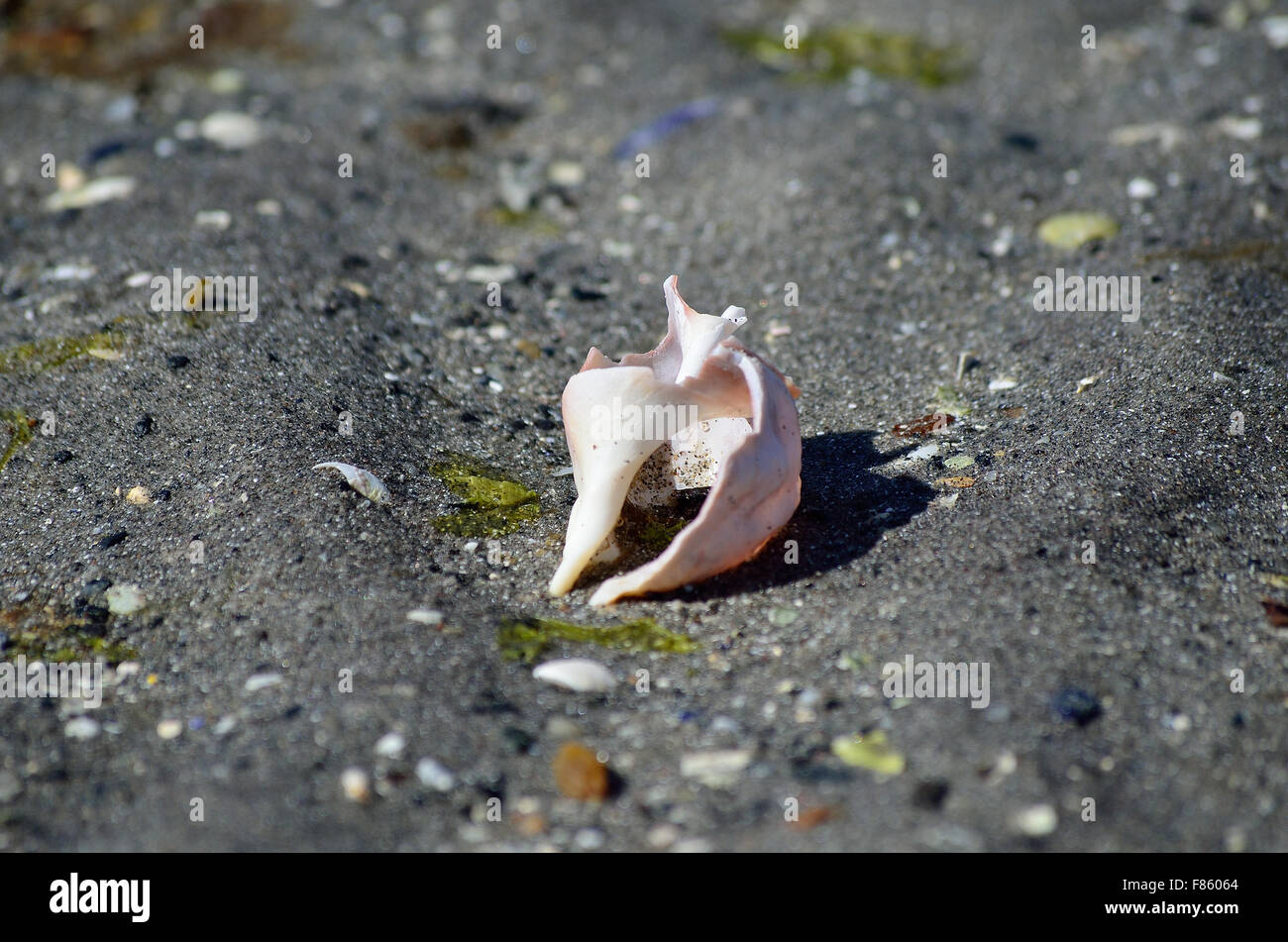 Sea shell house hi-res stock photography and images - Alamy