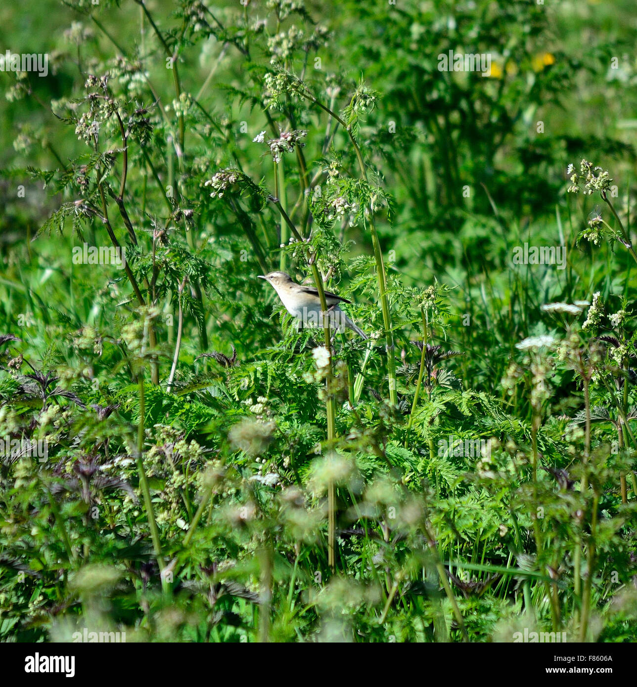 small bird in lush green summer foliage Stock Photo - Alamy