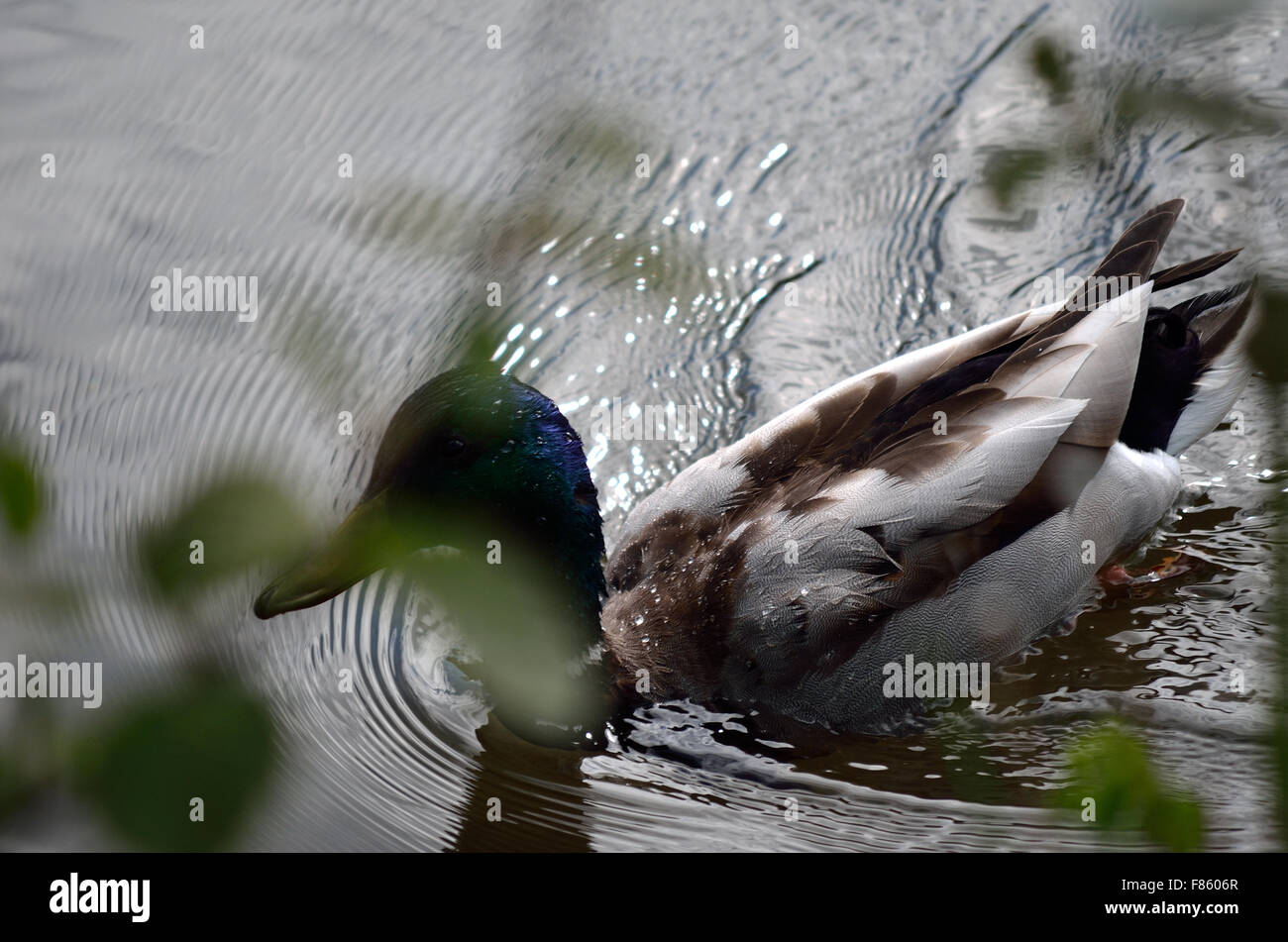 beautiful male mallard duck in pond Stock Photo - Alamy