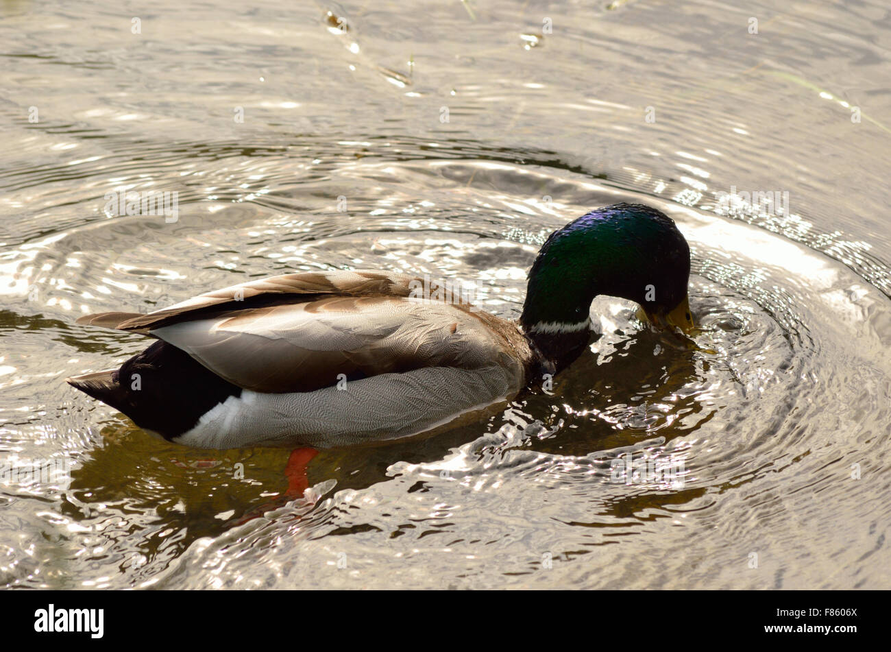 male mallard duck looking for food underwater Stock Photo - Alamy