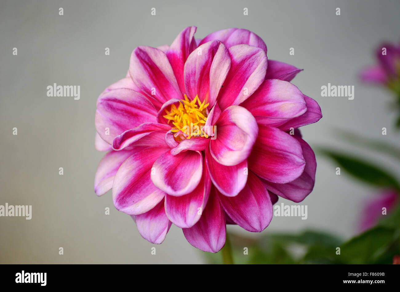 pink beautiful flower in summer Stock Photo - Alamy
