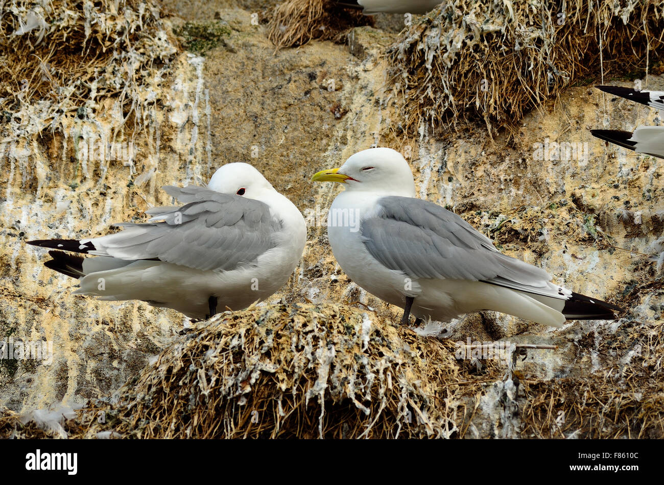 black-legged kittiwake birds on nesting cliffside in summer, sto ...