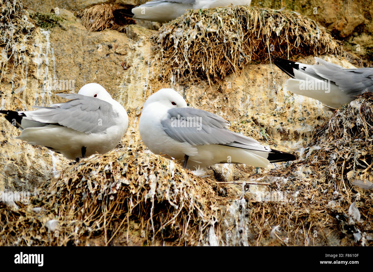 Nesting kittiwakes on cliffside hi-res stock photography and images - Alamy