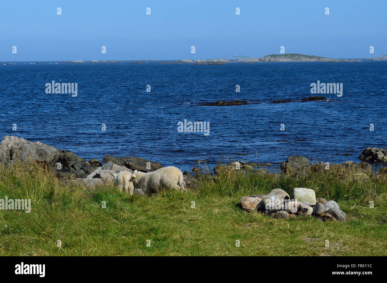 beautiful sheep grazing near blue summer ocean Stock Photo - Alamy