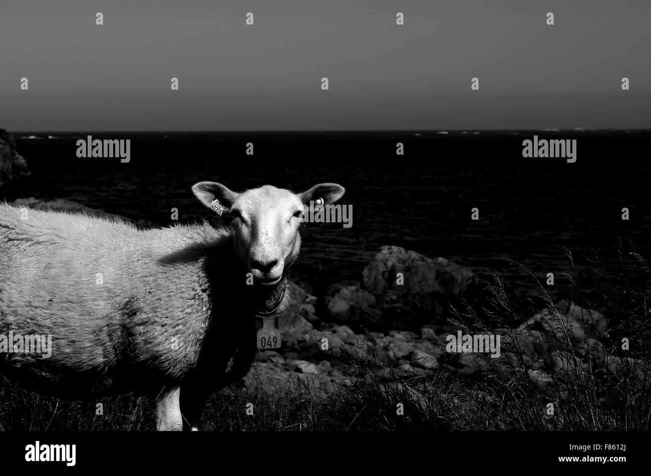 beautiful sheep posing in front of majestic ocean view Stock Photo - Alamy