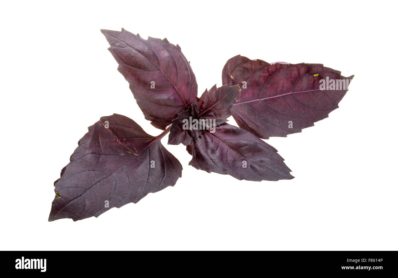 Red basil leaves isolated on white Stock Photo - Alamy