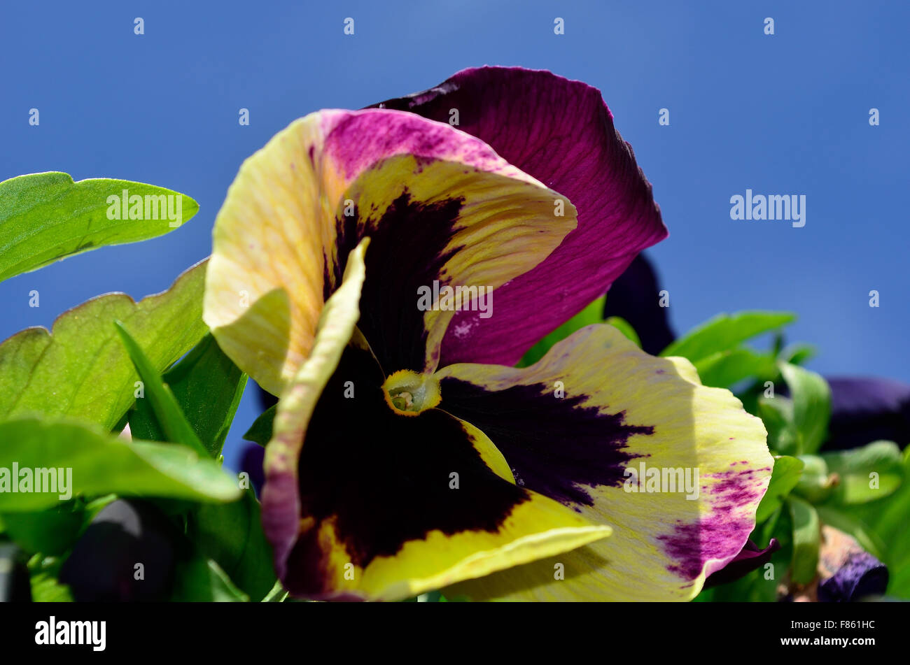 purple violet and yellow flower in summer Stock Photo - Alamy