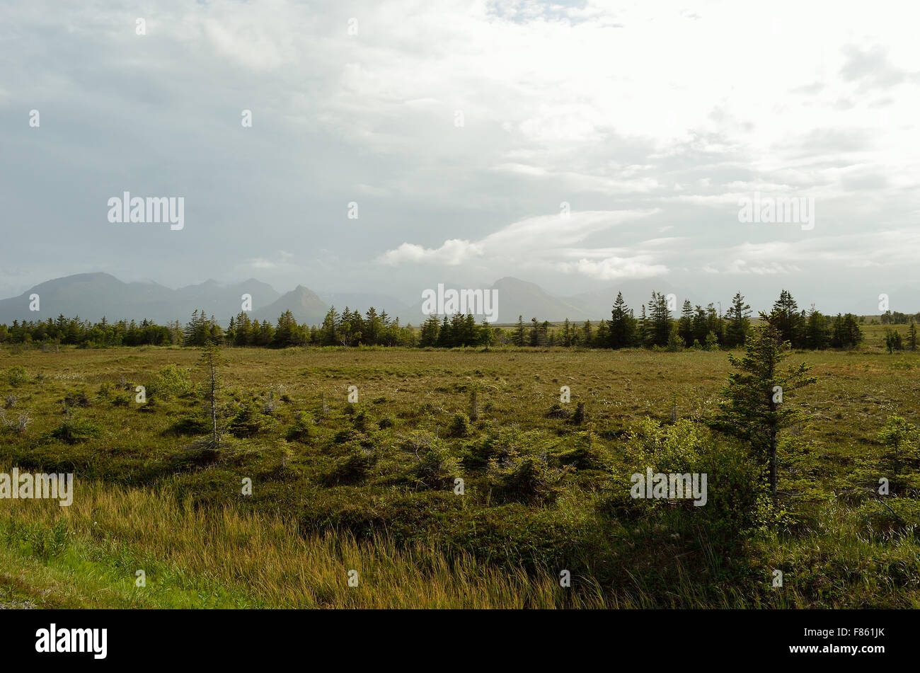 deep field with small trees and mountain in mist Stock Photo - Alamy
