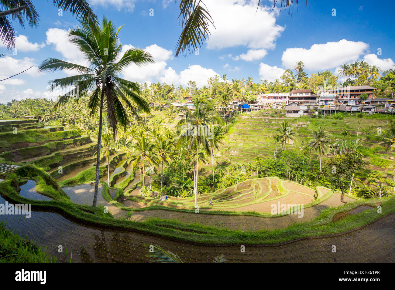 Crops of rice fields on a hot sunny afternoon near Ubud, Bali ...