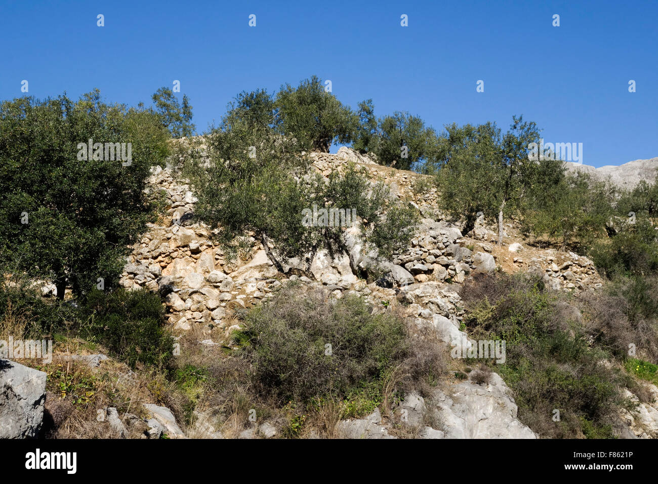 Terraces olive trees hi-res stock photography and images - Alamy
